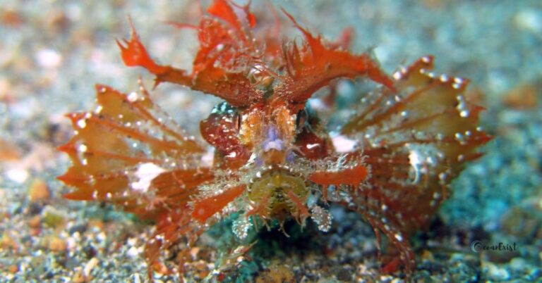 25 Ugly Fish With Images, Edible Status, And More