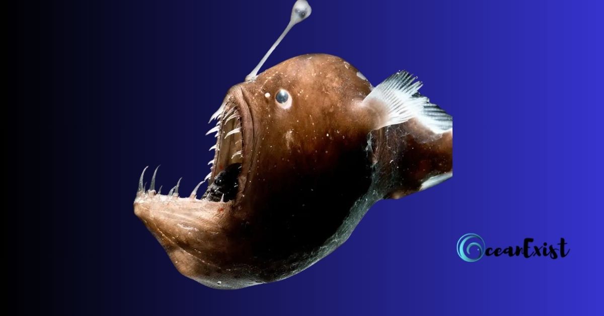 25 Ugly Fish With Images, Edible Status, And More