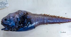 25 Ugliest Fish with Images, Edible Status, and More