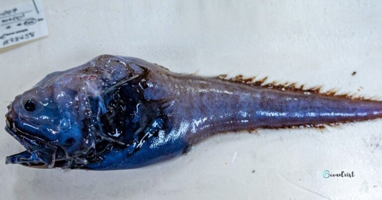 25 Ugly Fish With Images, Edible Status, And More