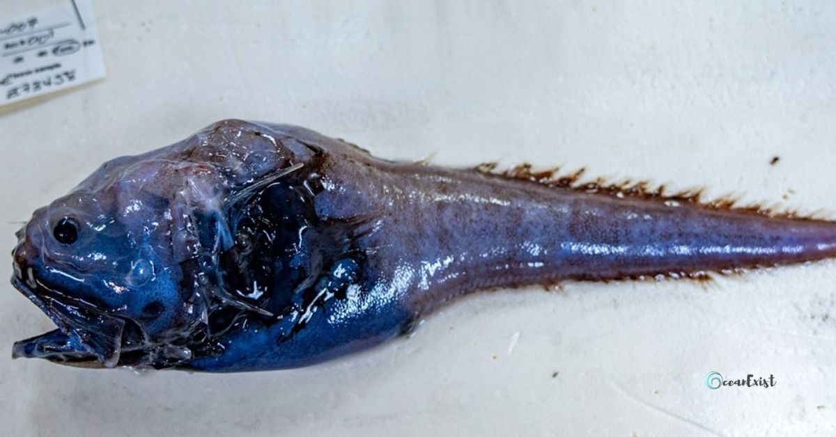 25 Ugly Fish With Images, Edible Status, And More