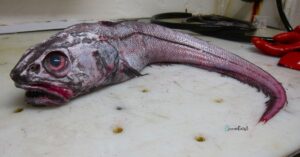 25 Ugliest Fish with Images, Edible Status, and More