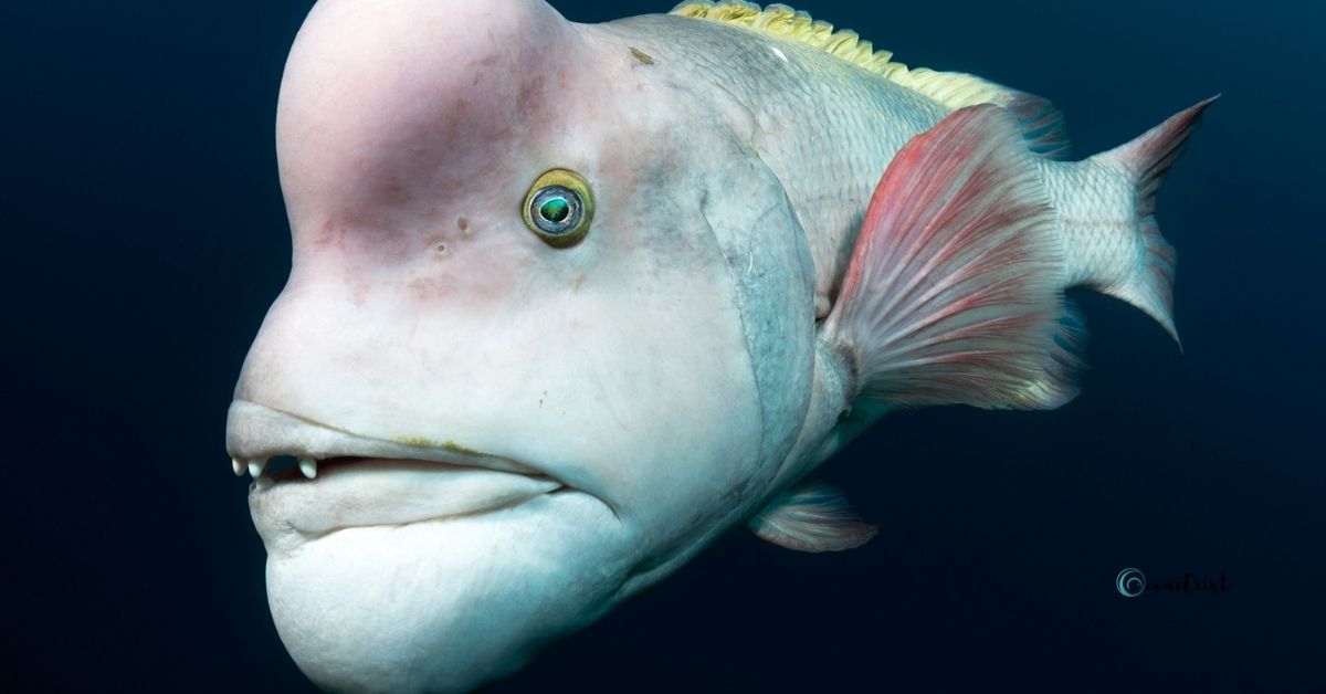 25 Ugly Fish With Images, Edible Status, And More