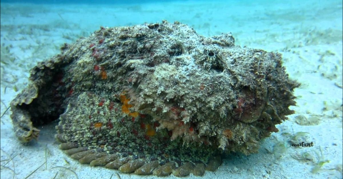 25 Ugly Fish With Images, Edible Status, And More