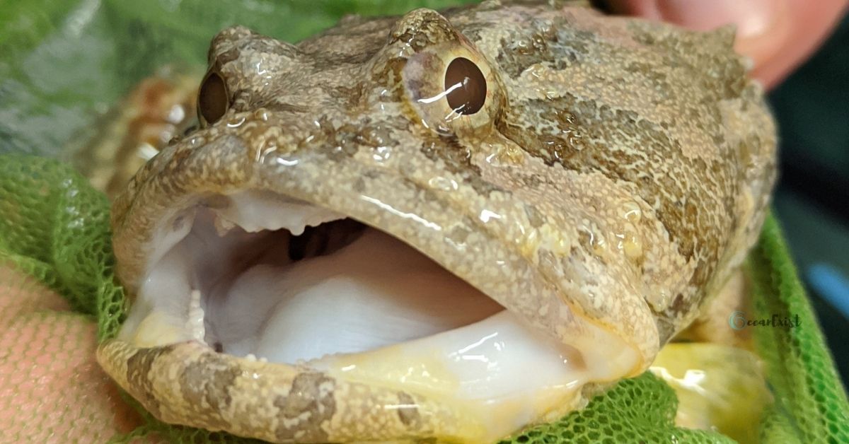 25 Ugly Fish With Images, Edible Status, And More