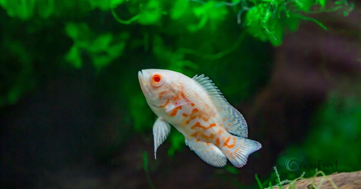 20 Real Types Of Oscar Fish With Pictures & Care Guide
