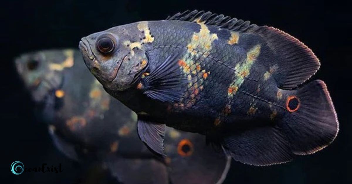 20 Real Types Of Oscar Fish With Pictures & Care Guide