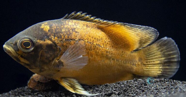 20 Real Types Of Oscar Fish With Pictures & Care Guide