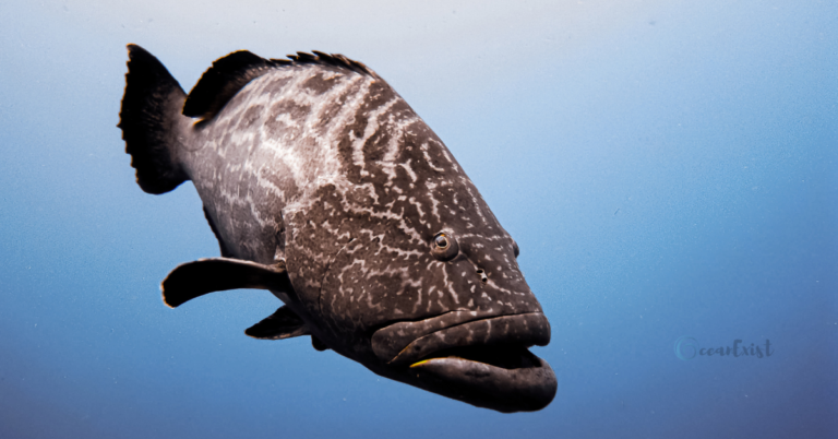 20 Fish With Big Lips: Amazing Aquatic Adaptations