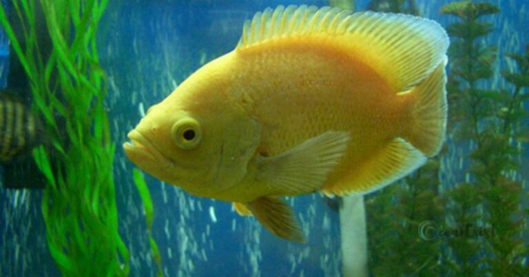 20 Real Types Of Oscar Fish With Pictures & Care Guide