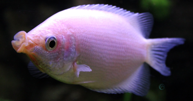 20 Fish With Big Lips: Amazing Aquatic Adaptations