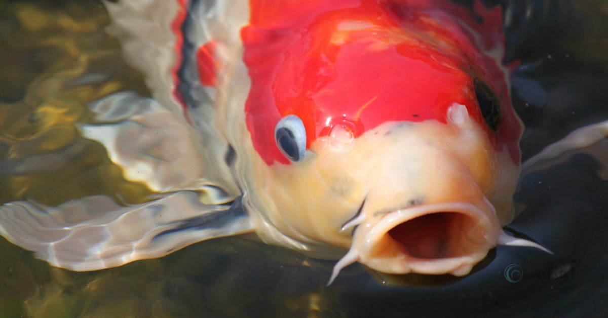 20 Fish With Big Lips: Amazing Aquatic Adaptations