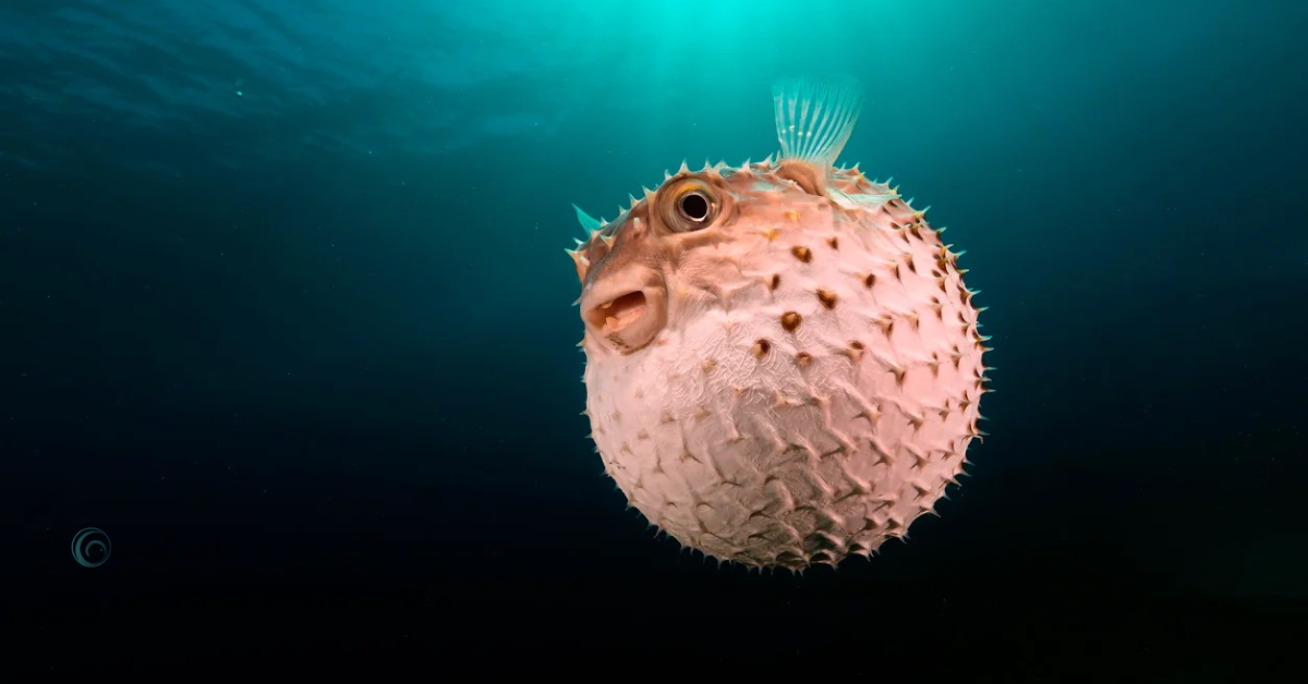 20 Fish With Big Lips: Amazing Aquatic Adaptations