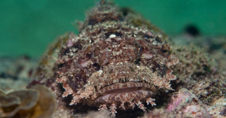 20 Fish With Big Lips: Amazing Aquatic Adaptations