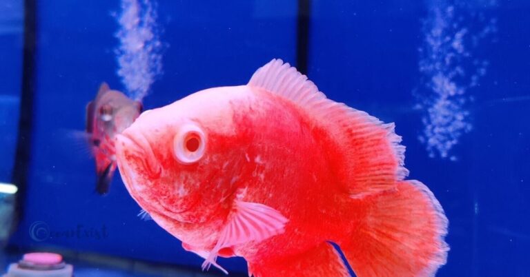 20 Real Types Of Oscar Fish With Pictures & Care Guide