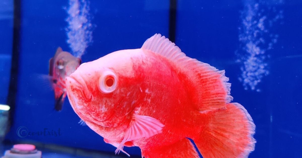 20 Real Types Of Oscar Fish With Pictures & Care Guide