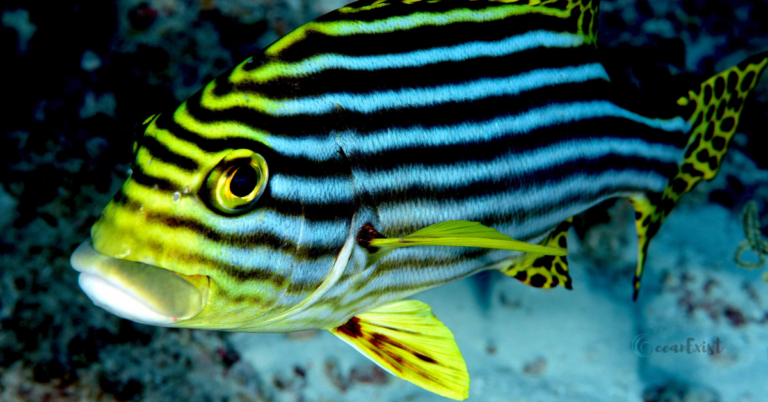 20 Fish With Big Lips: Amazing Aquatic Adaptations
