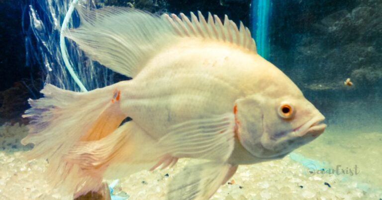 20 Real Types Of Oscar Fish With Pictures & Care Guide