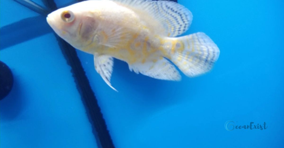 20 Real Types Of Oscar Fish With Pictures & Care Guide