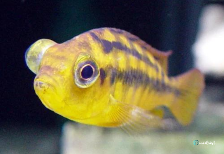 Popeye Disease In Fish: Understanding Symptoms, Causes, And Treatment
